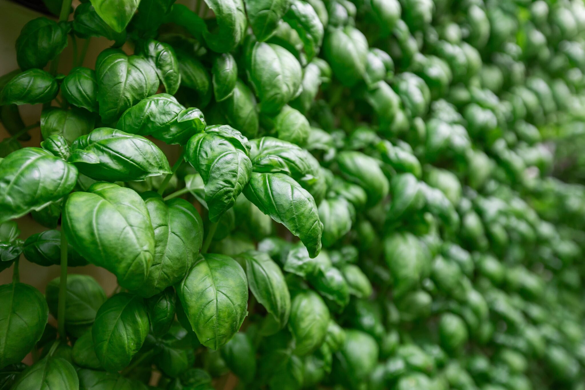 Ponix Farms | The Food Utility Company